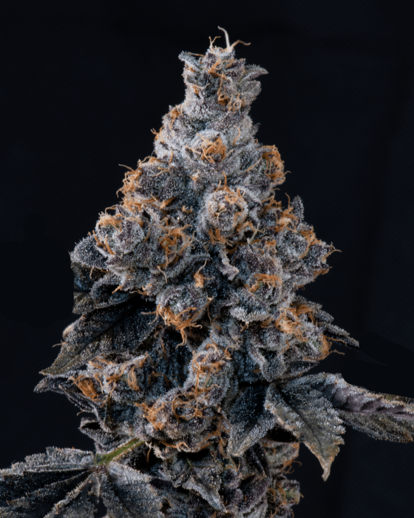 Strain Library - Satori Vermont